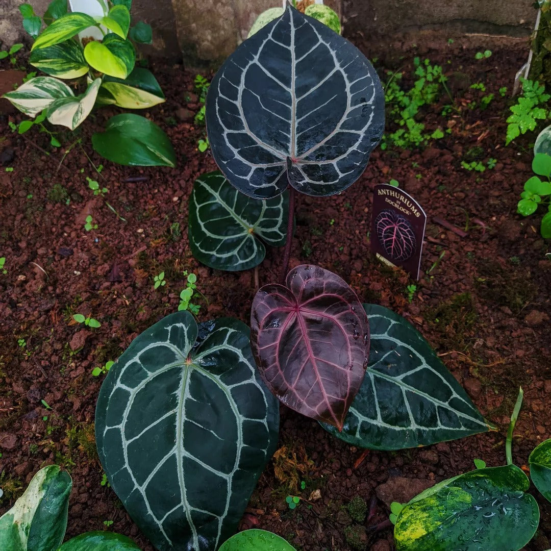 Anthurium Red Crystallinum × Dock Block: Buy Plant Online In India ...