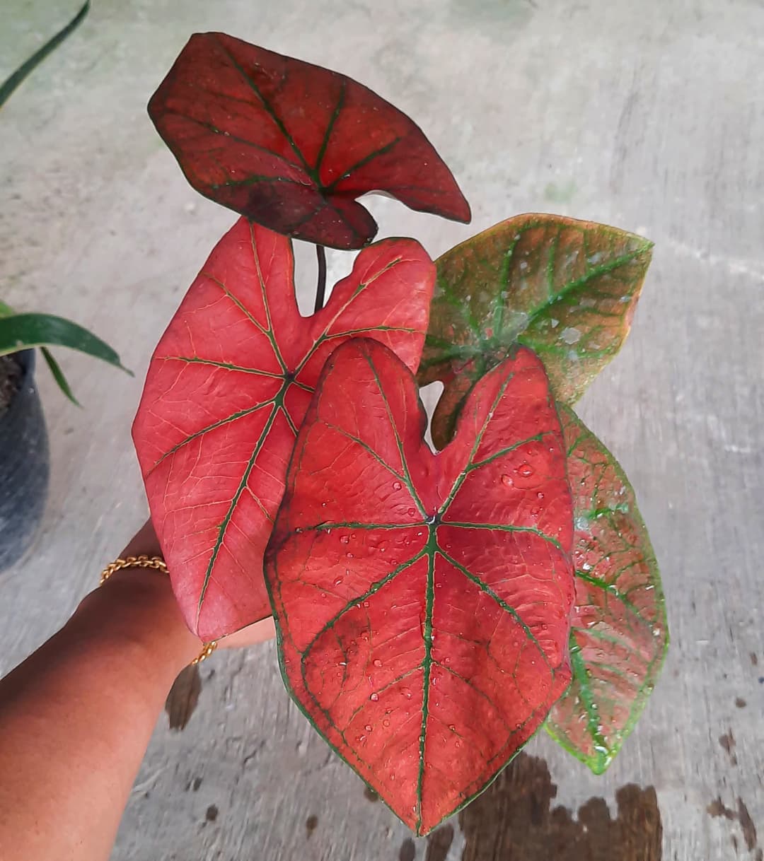 #New Arrivals (Plants) – Growcerys