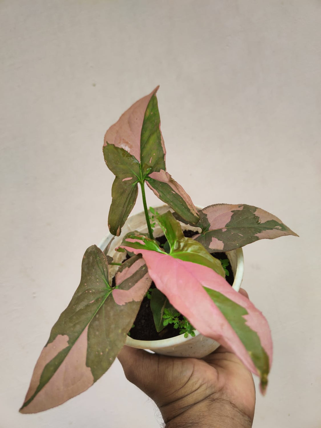 Syngonium Pink Splash – Growcerys