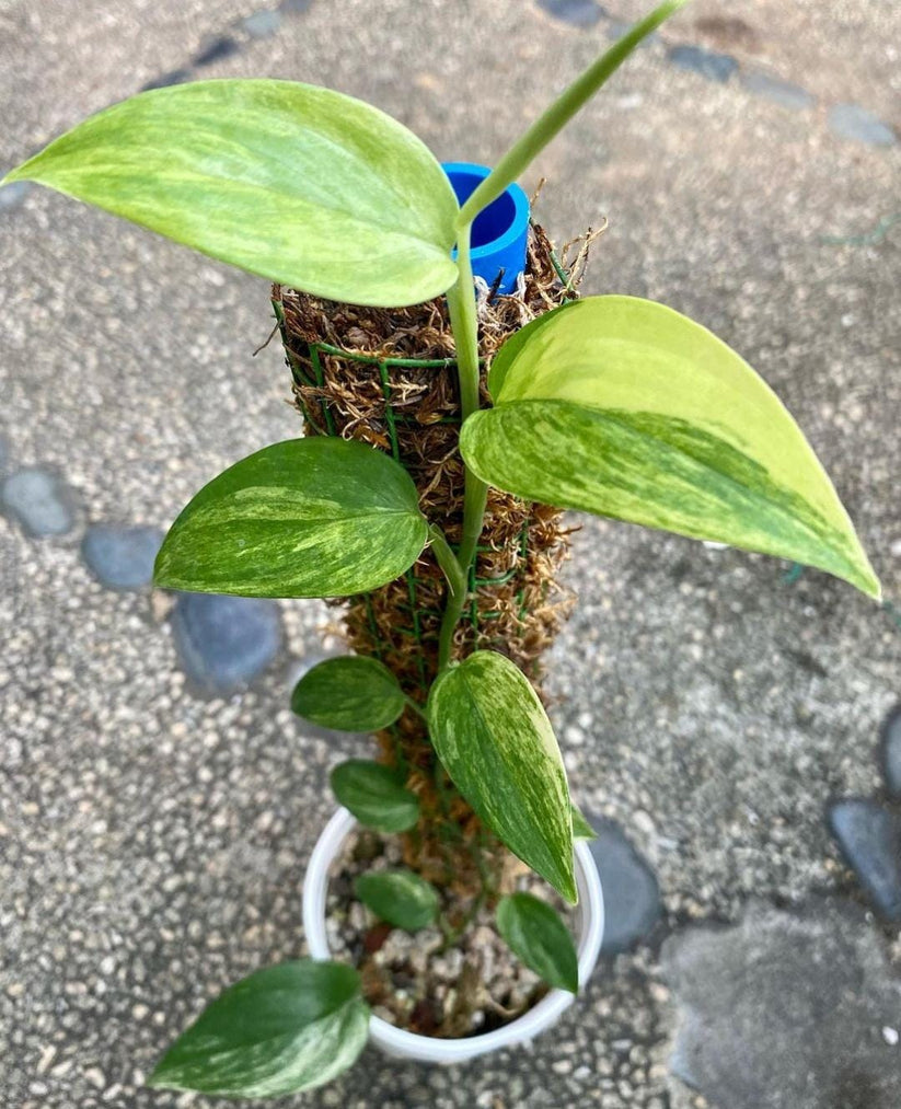 Scindapsus Hederaceus Blue Aurea: Buy Plant Online In India – Growcerys