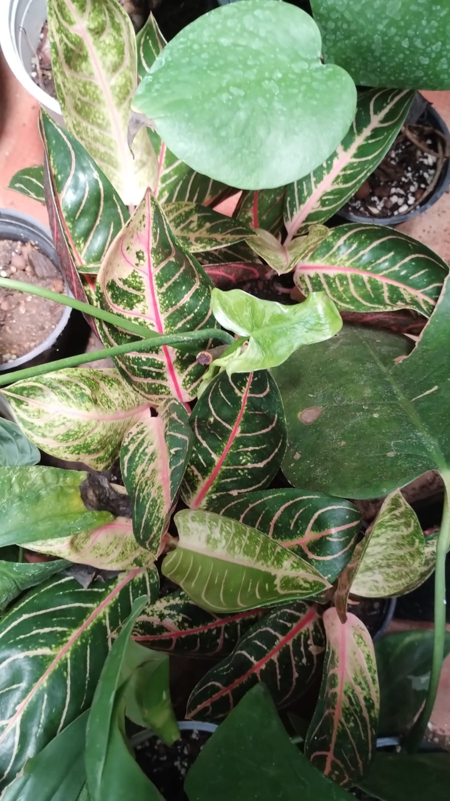 Aglaonema Red Sumatra: Buy Plant Online In India – Growcerys