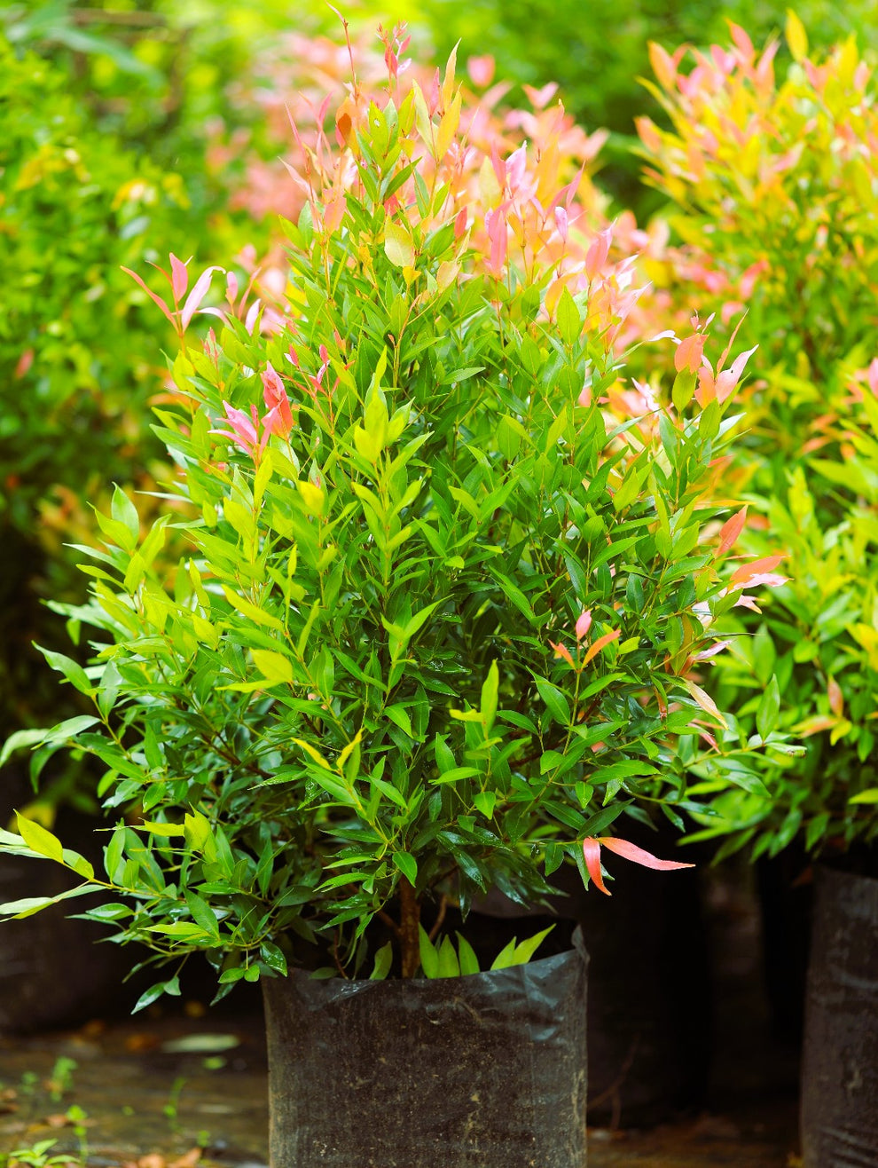 Eugenia Red Lilly Pilly Syzygium 4 ft plant : Buy Plant Online In India ...