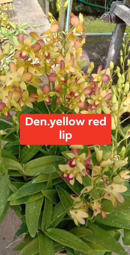 Dendrobium Yellow Red Lip: Buy Plant Online In India – Growcerys